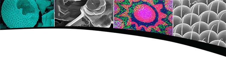 JEOL USA JCM-7000 NeoScope Benchtop SEM